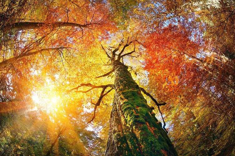 Sa intelegem batranetea | Secom