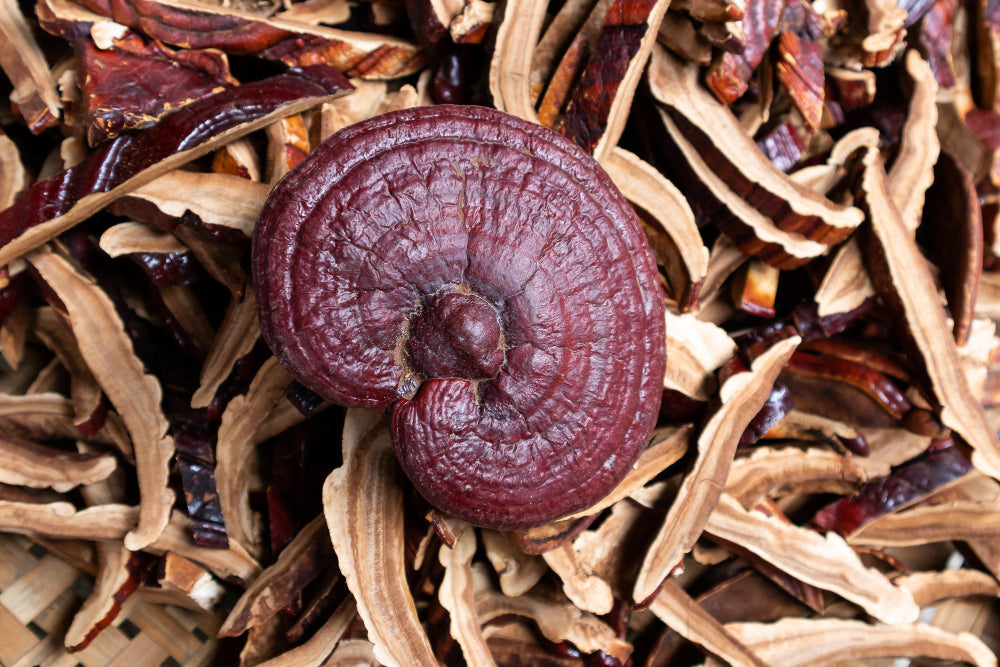 Ganoderma lucidum (ciuperca Reishi), elixirul longevitatii din medicin ...