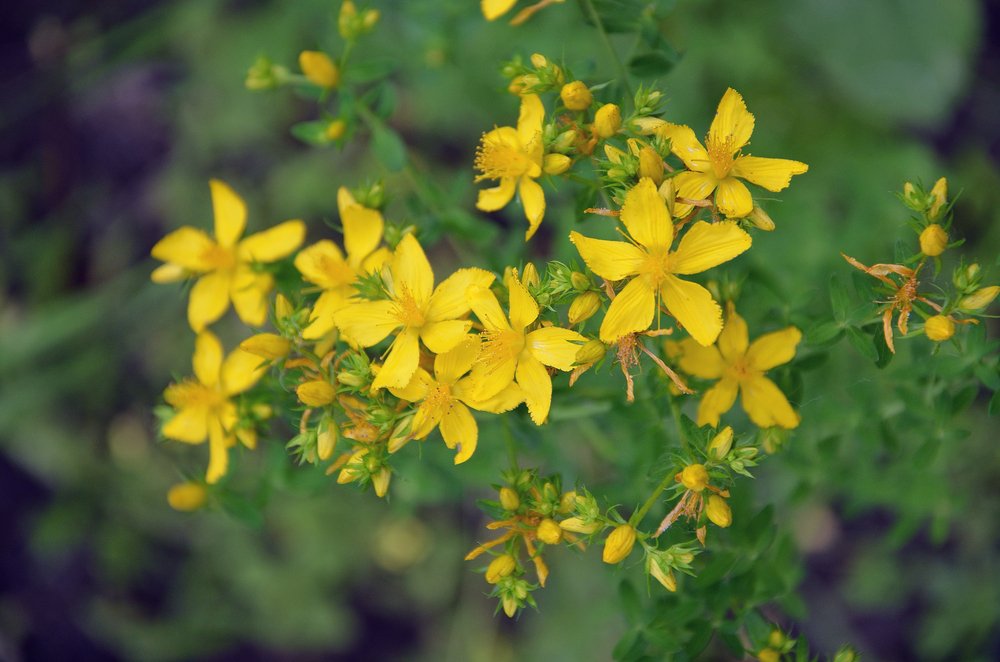 Sunatoarea: proprietati, beneficii si moduri de utilizare SECOM | Secom