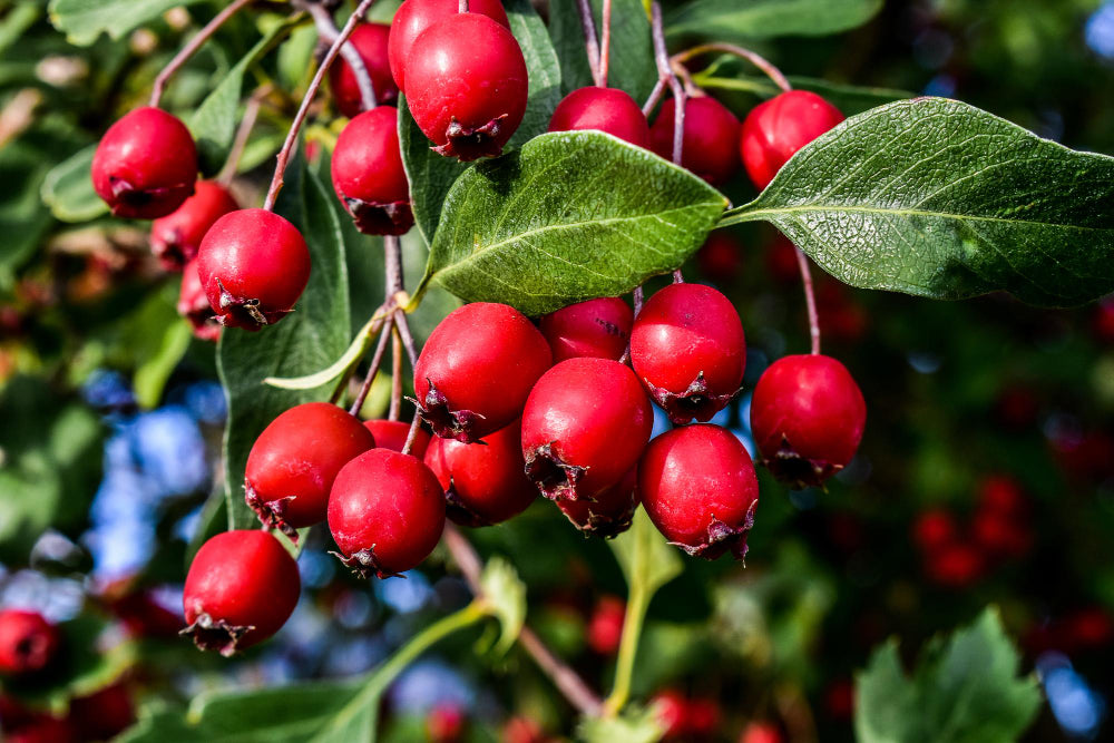 Paducelul: beneficii pentru sanatate si cum il poti utiliza corect | Secom